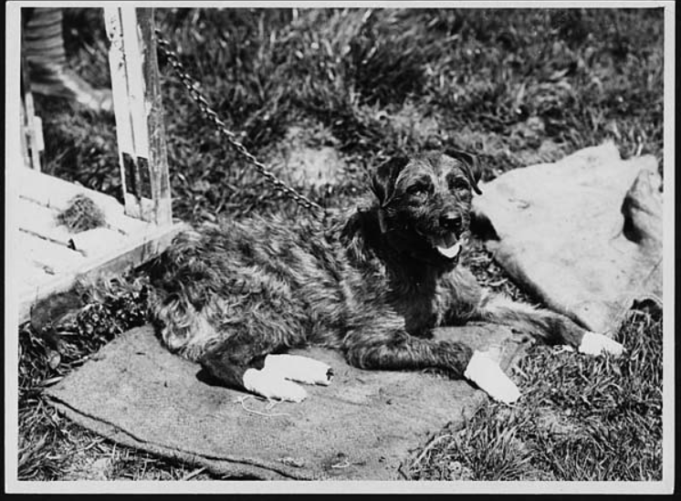 The Casualty Dogs of World War I - The History Reader : The History Reader